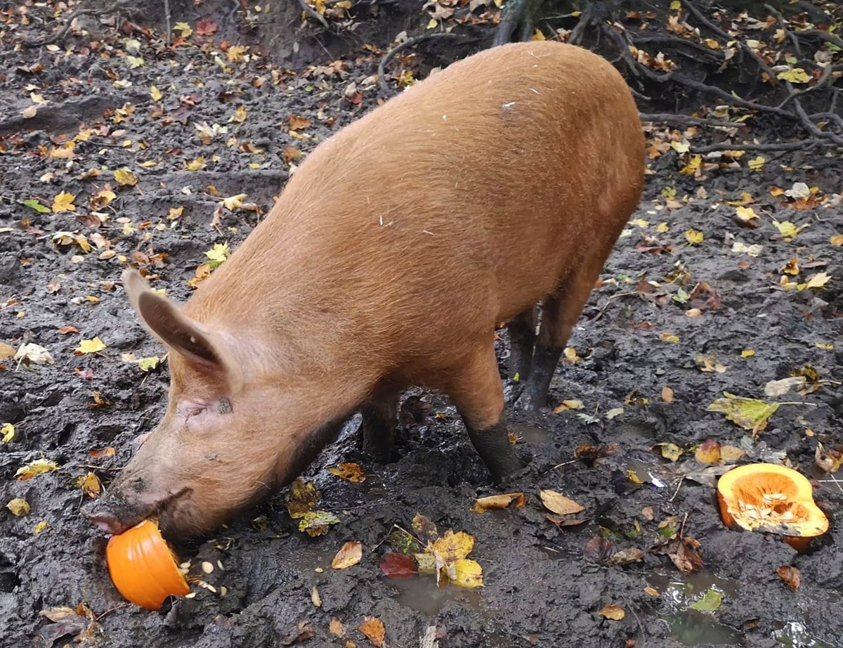 Friendly Farm Animals